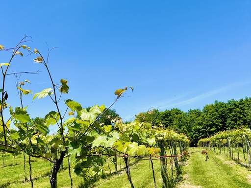 Victory View Vineyard